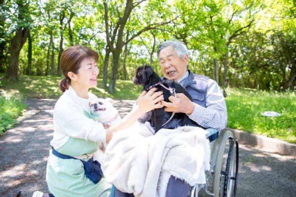 Healing with Animals: How Animal-Assisted Therapy Supports Trauma ...
